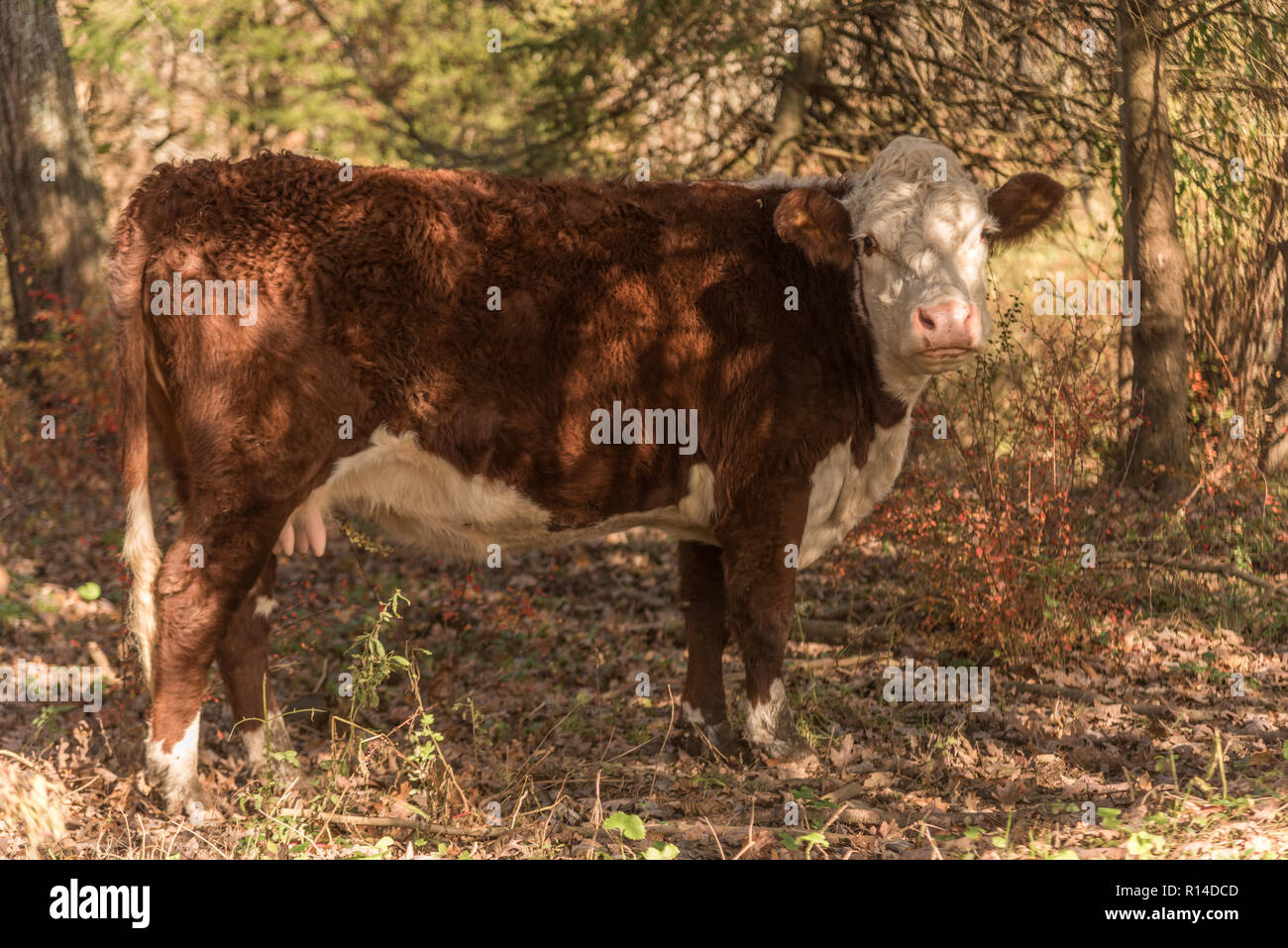 White faced cow hi-res stock photography and images - Alamy