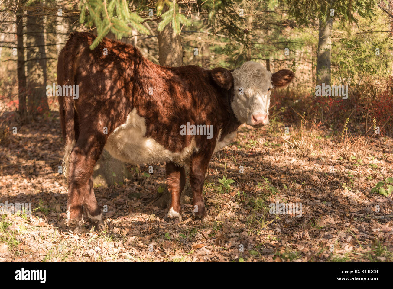 White faced cow hi-res stock photography and images - Alamy