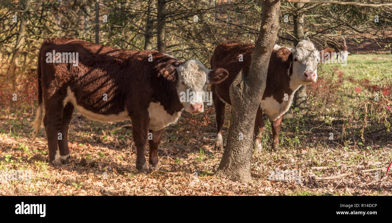 Two Hereford cows grazing on acorns and grass in autumnal pasture on a ...