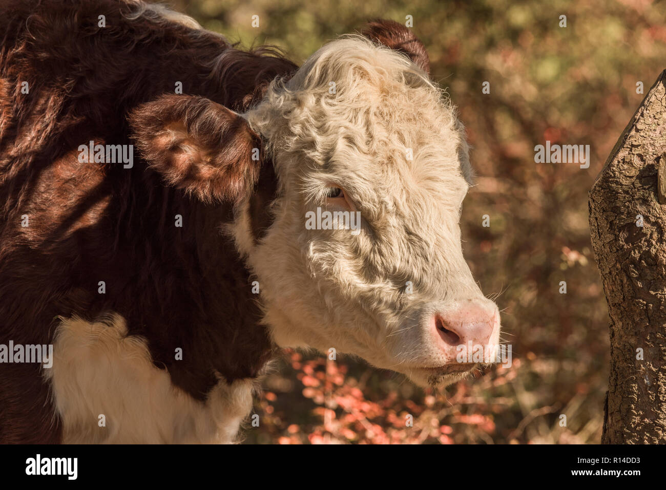 Red and white faced cattle hi-res stock photography and images - Alamy