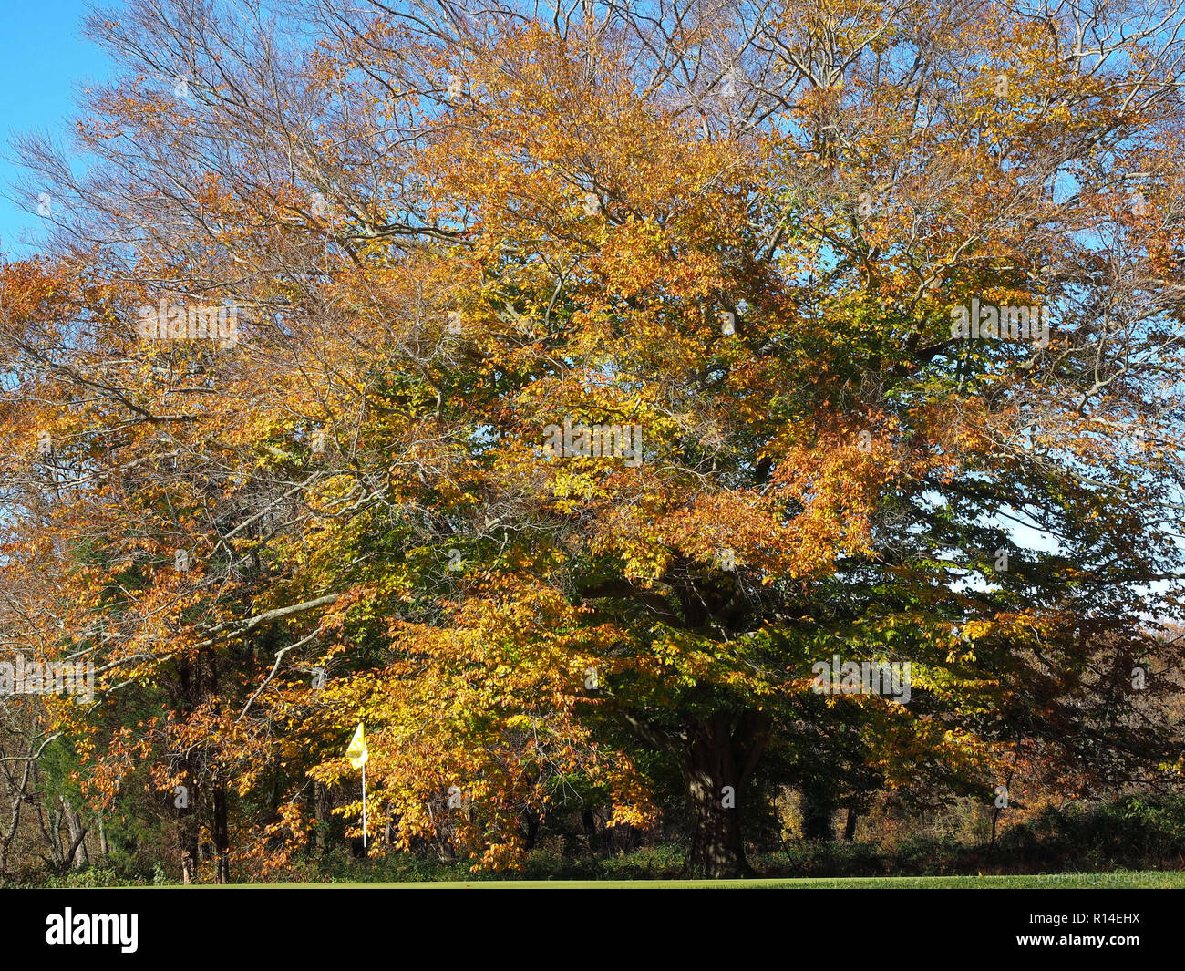 Large tree with fall colors Stock Photo - Alamy