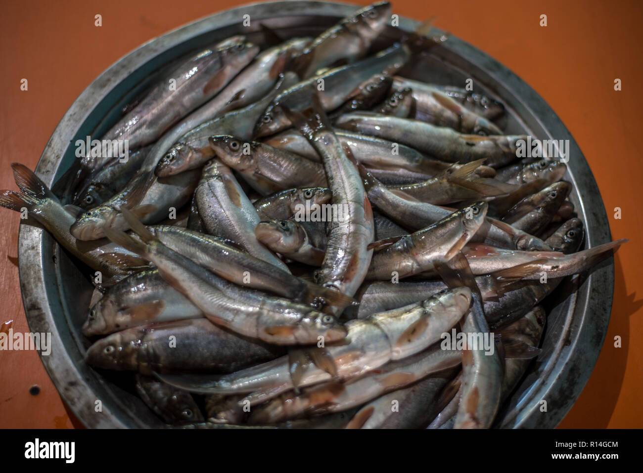 Fish From Sharda River Near Jauljibi - India Nepal Border, Uttrakhand ...