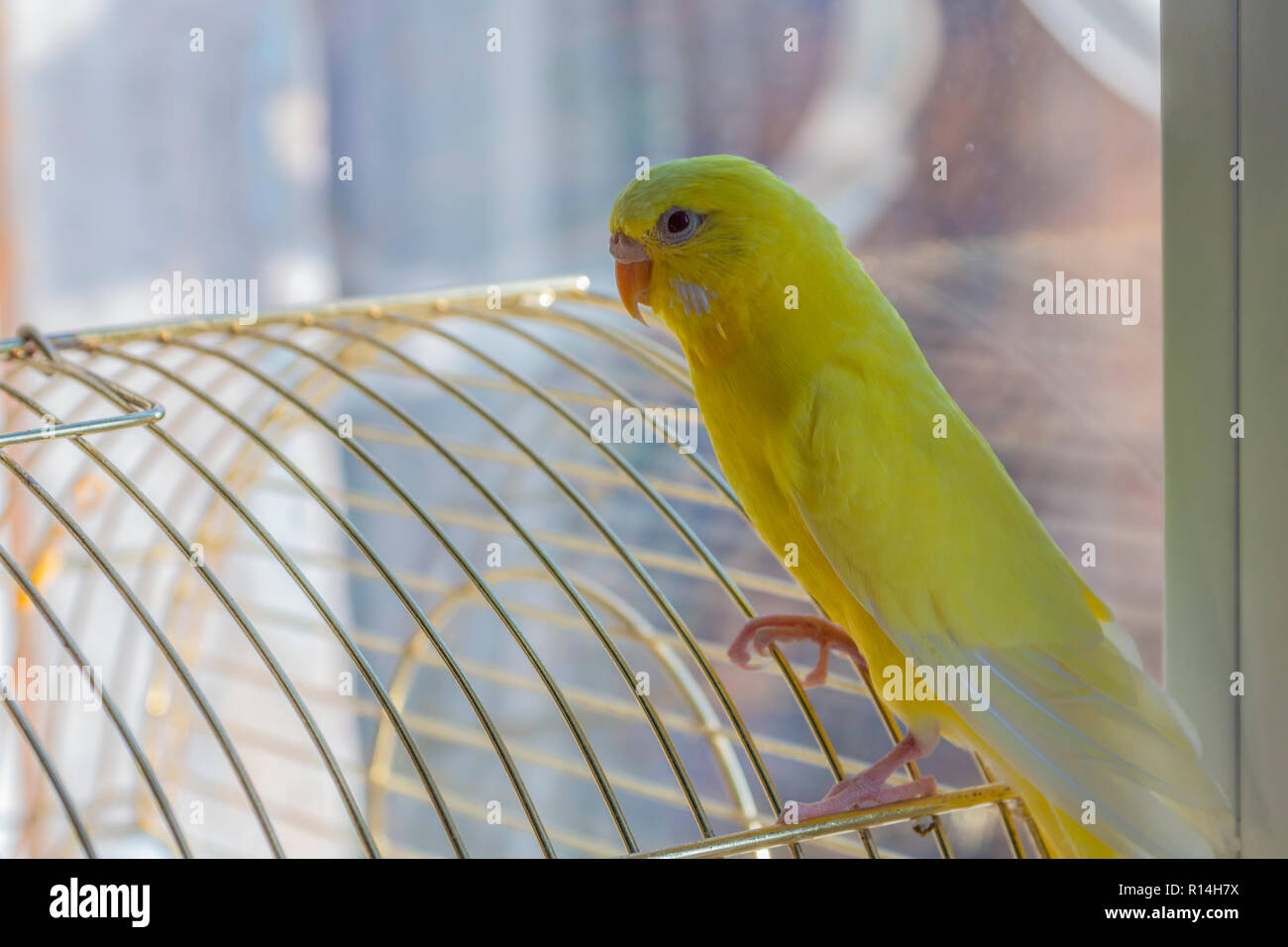 Wavy yellow house hi-res stock photography and images - Alamy