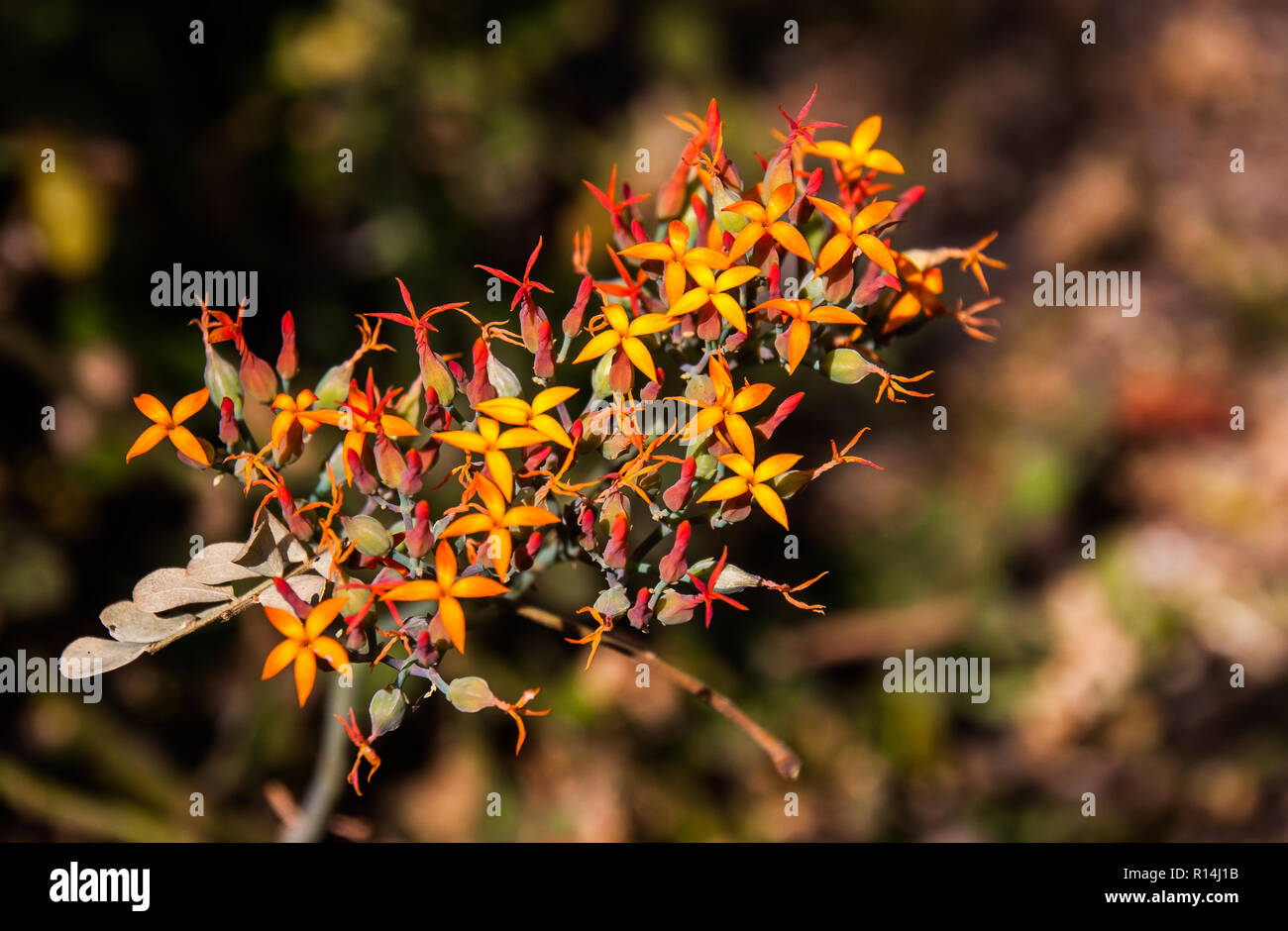 South African garden and all the wonders of natures it contains ...