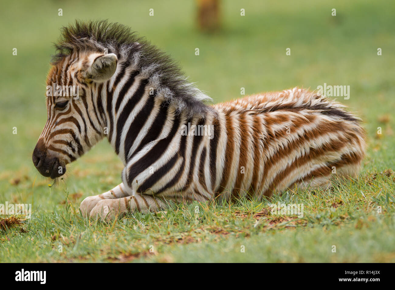 Mother and baby Zebra in nature reserve, South Africa Stock Photo - Alamy