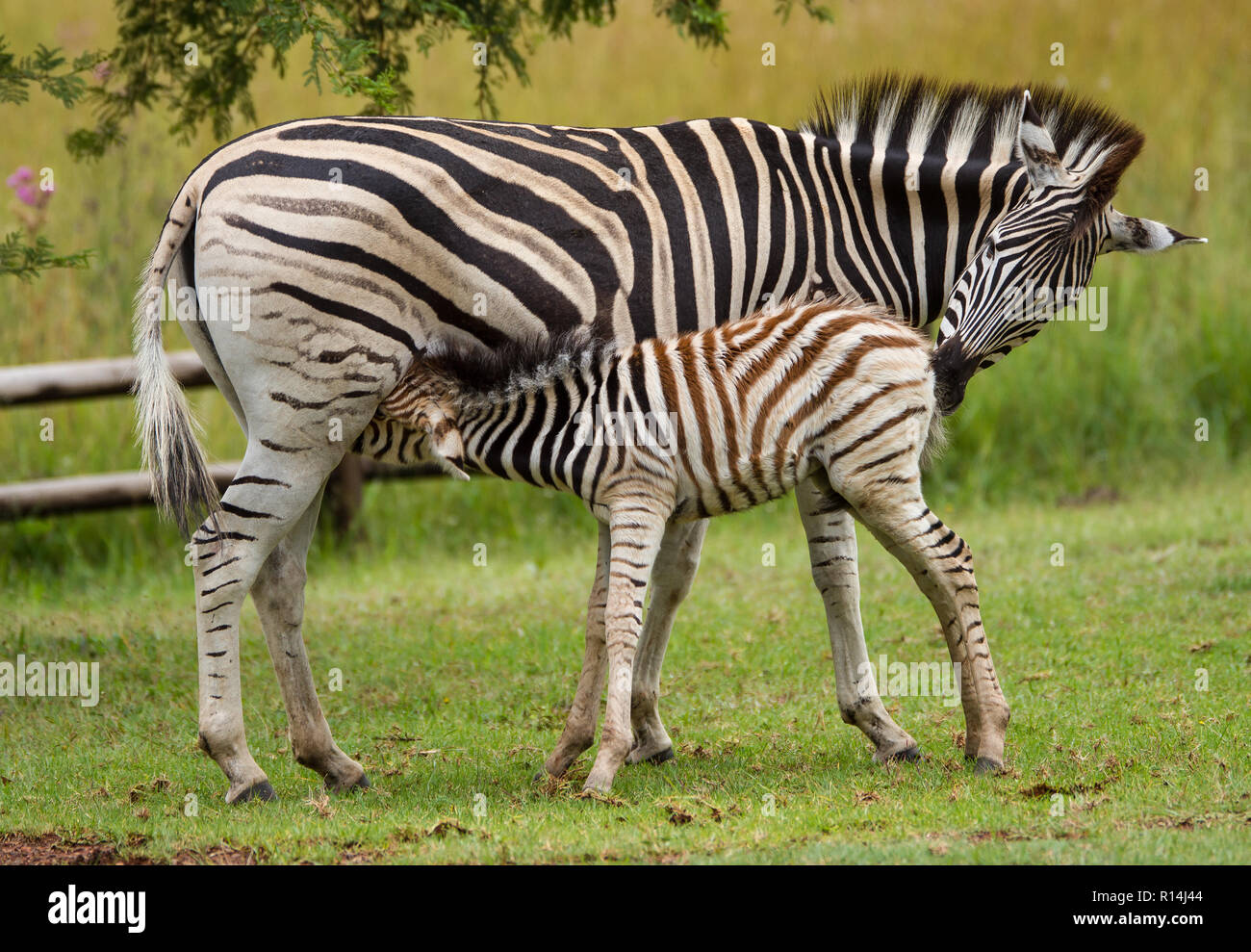 Mother and baby Zebra in nature reserve, South Africa Stock Photo - Alamy