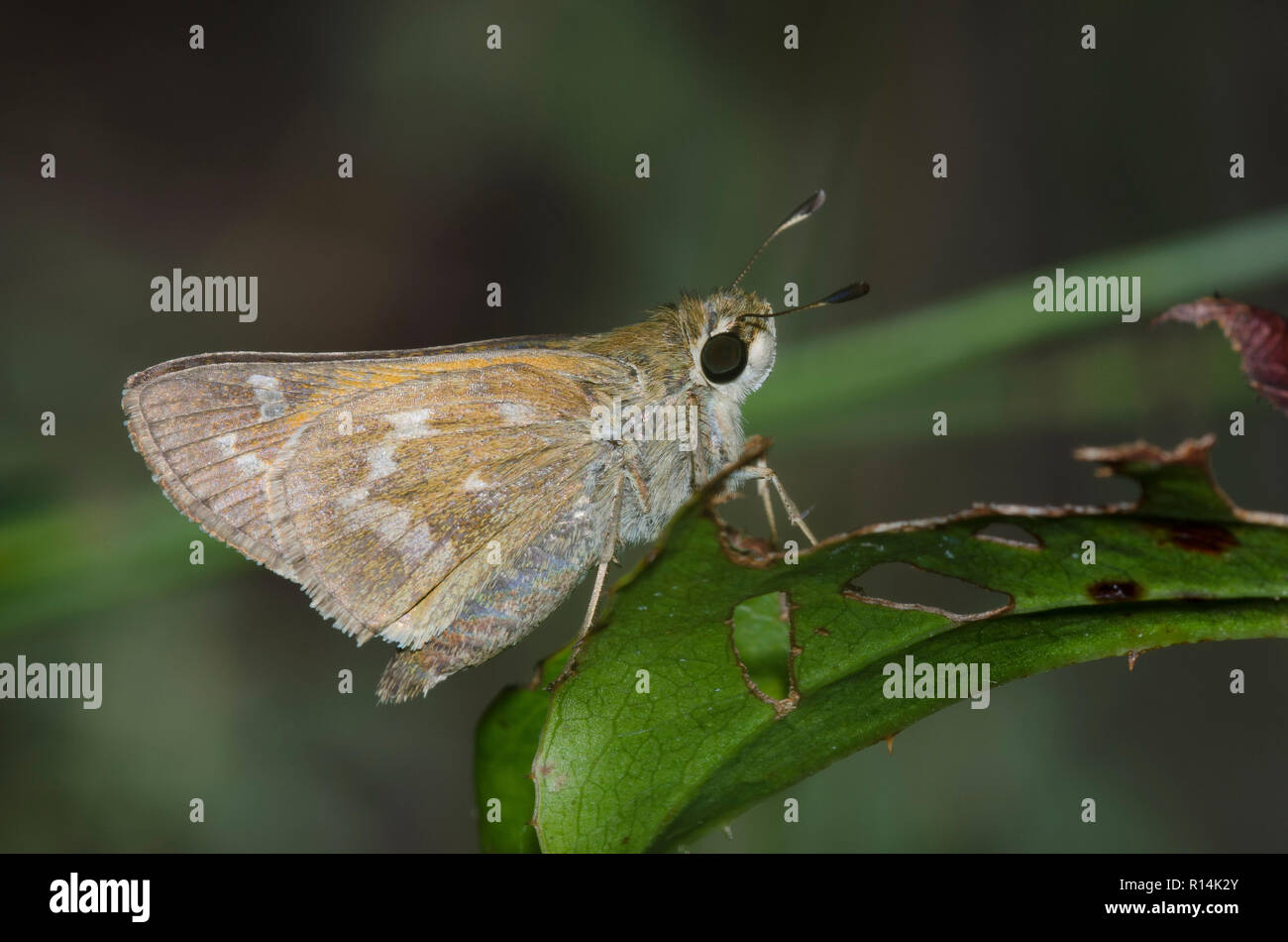 Sachem hi-res stock photography and images - Alamy