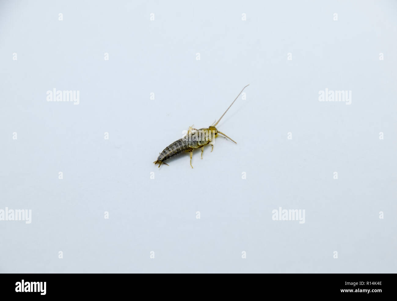 Insect feeding on paper - silverfish. Pest books and newspapers Stock ...