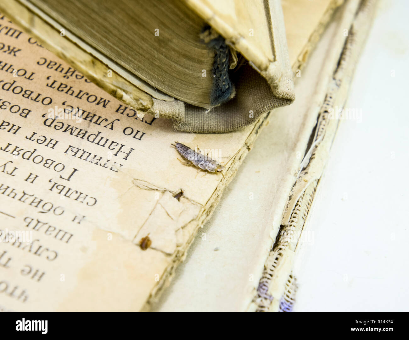 Insect feeding on paper - silverfish. Pest books and newspapers Stock ...