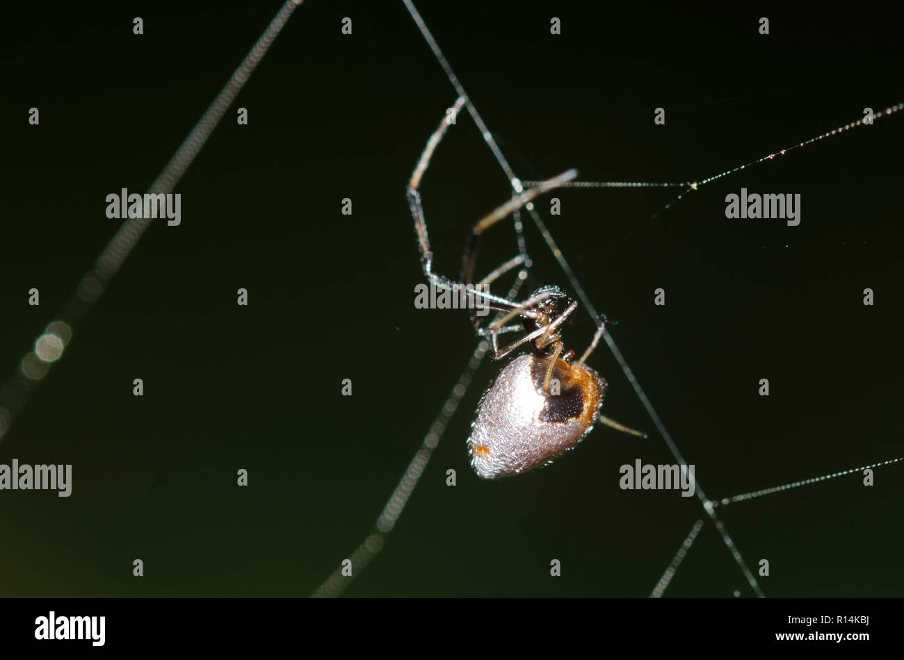 Dewdrop Spider, Argyrodes sp., female, kleptoparasite in the web of a ...