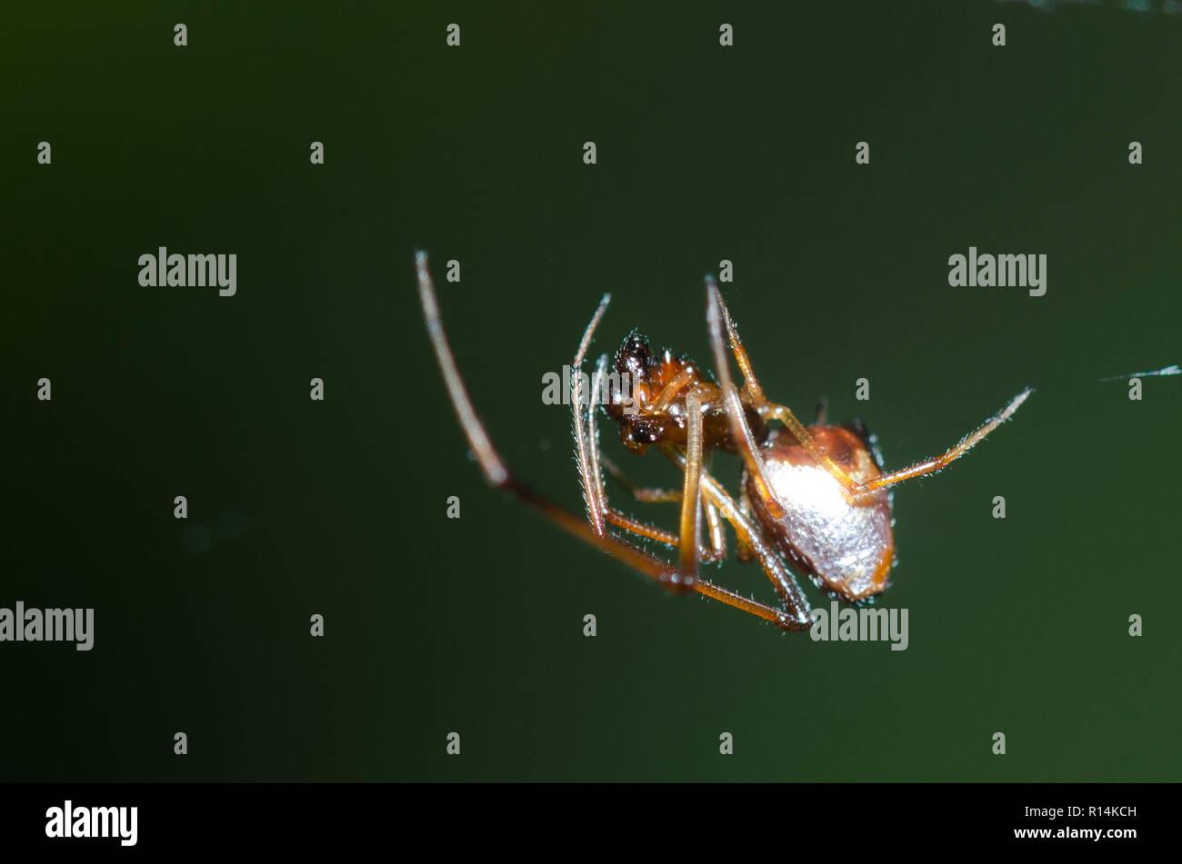 Dewdrop Spider, Argyrodes sp., male, kleptoparasite in the web of a ...
