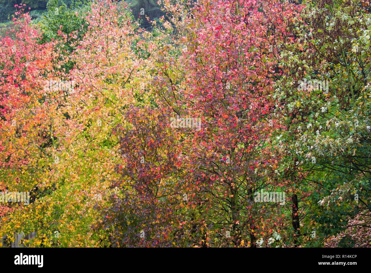 Change of season concept with colorful trees forest. Nature, background ...