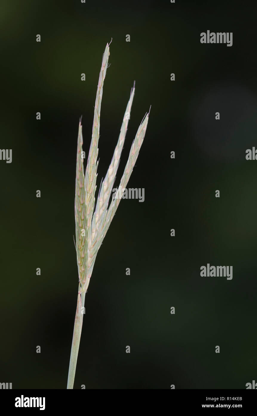 Yellow bluestem hi-res stock photography and images - Alamy