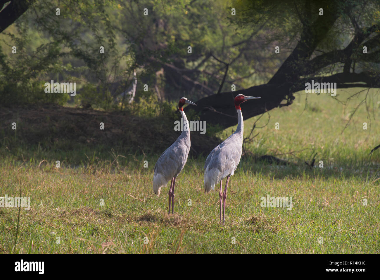 Swampy field hi-res stock photography and images - Alamy