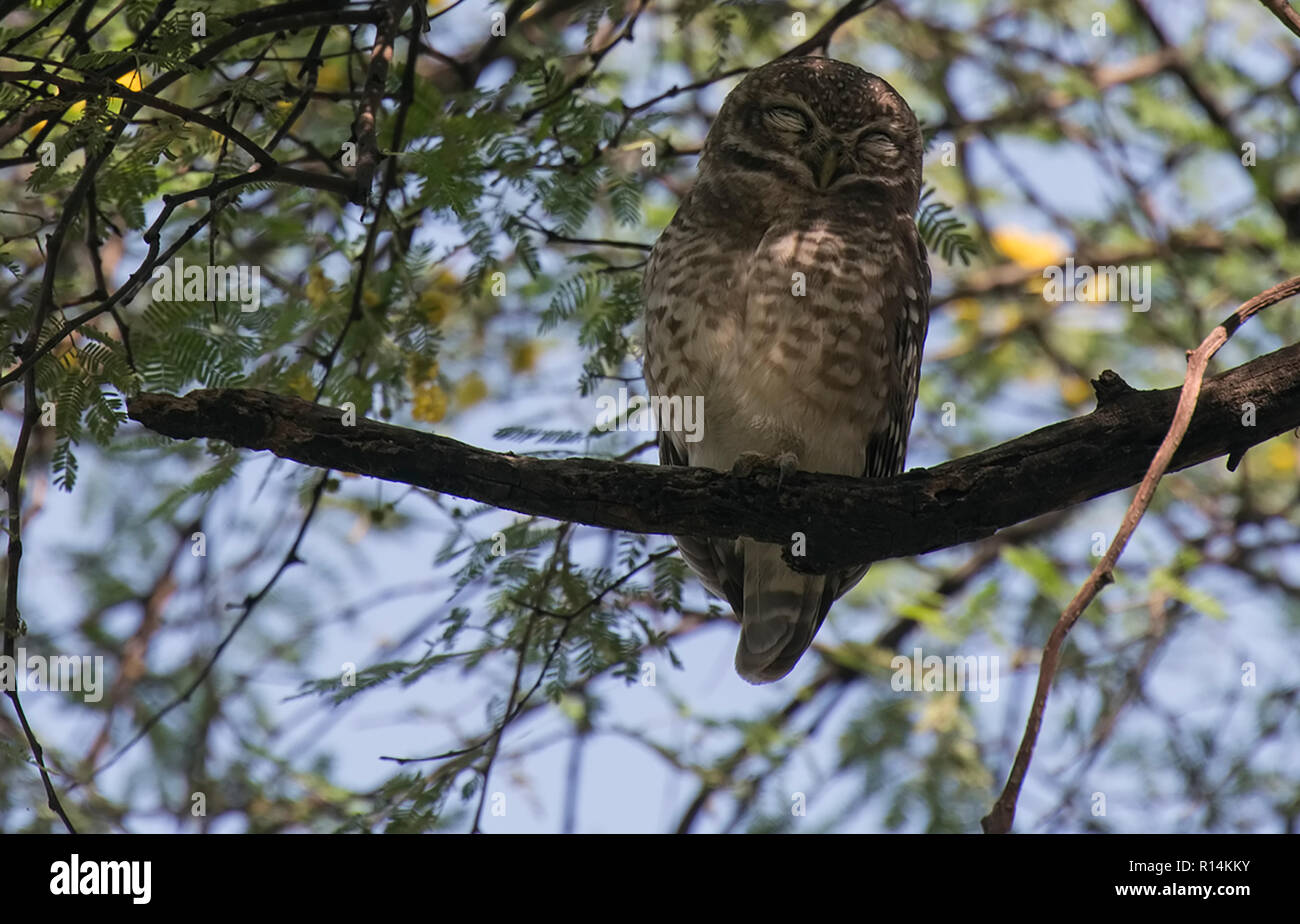 Birds of india hi-res stock photography and images - Alamy