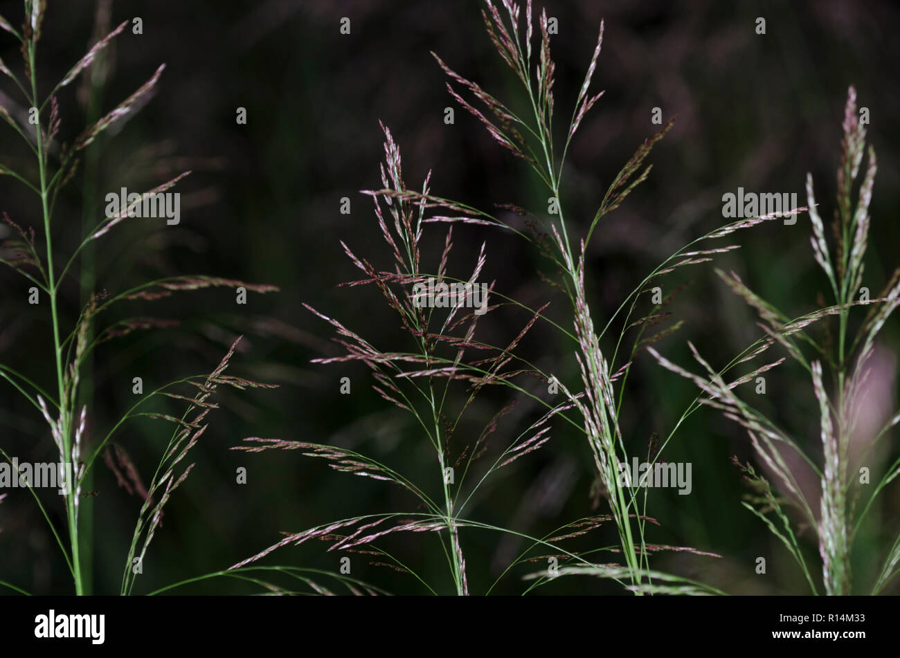 Purpletop Tridens, Tridens flavus Stock Photo - Alamy