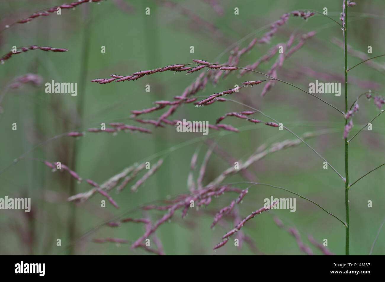 Purpletop Tridens, Tridens flavus Stock Photo - Alamy