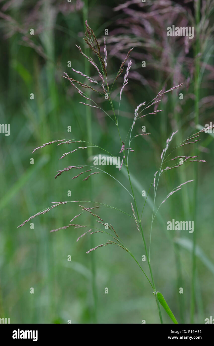 Purpletop Tridens, Tridens flavus Stock Photo - Alamy