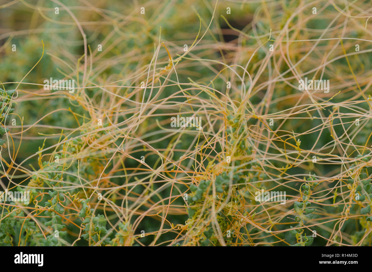 Dodder, Cuscuta sp., a parasitic plant Stock Photo - Alamy