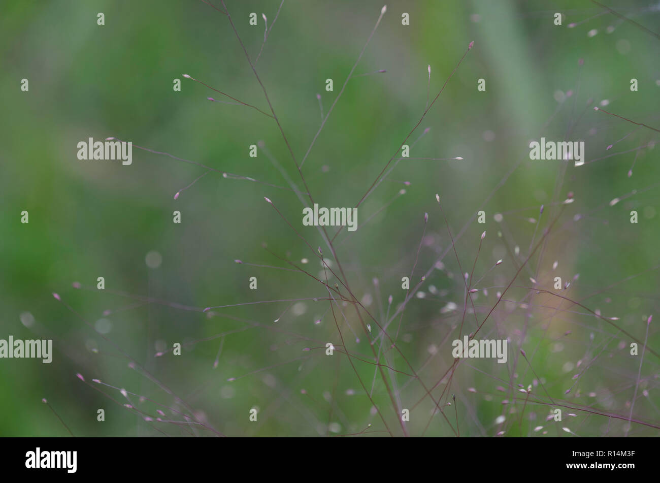 Witchgrass, Panicum capillare Stock Photo - Alamy