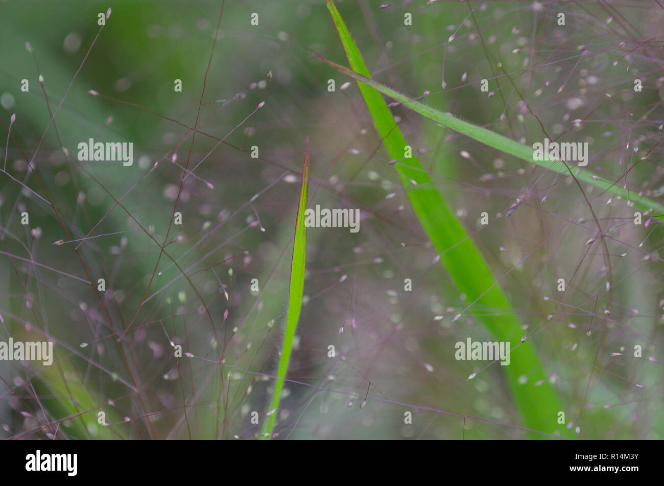 Witchgrass hi-res stock photography and images - Alamy