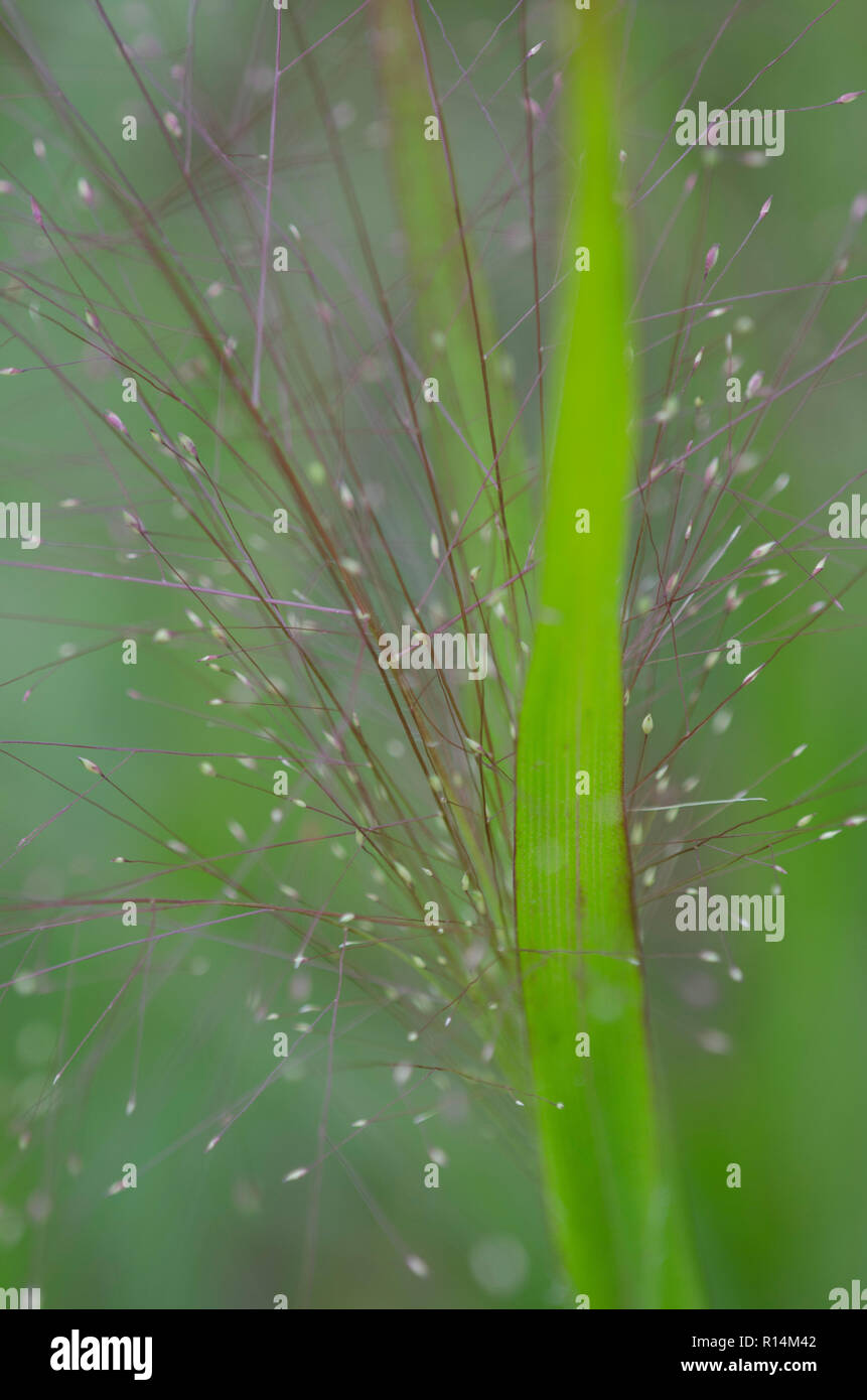 Witchgrass, Panicum capillare Stock Photo - Alamy