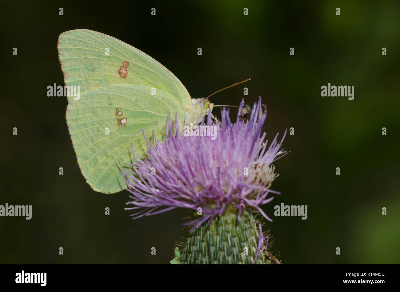Cloudless sulphur butterfly hi-res stock photography and images - Alamy