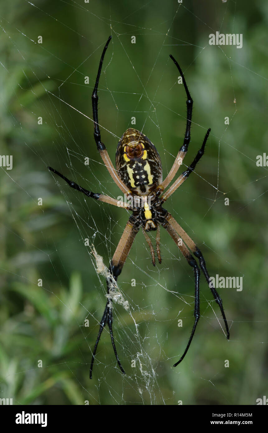Black and Yellow Argiope, Argiope aurantia Stock Photo - Alamy