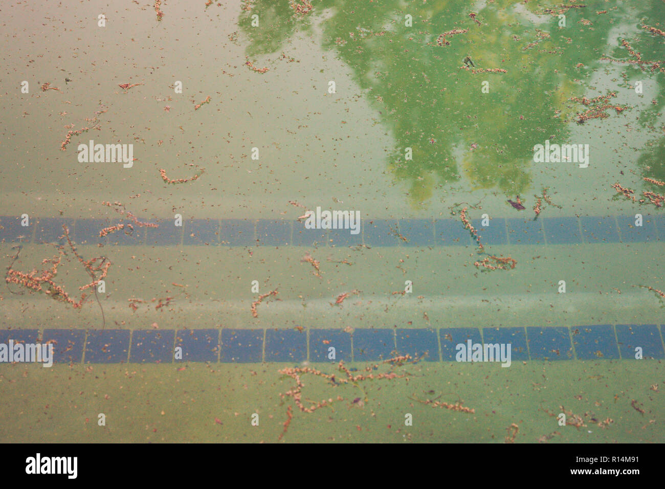 Pool steps are seen entering a murky, dirty pool Stock Photo - Alamy