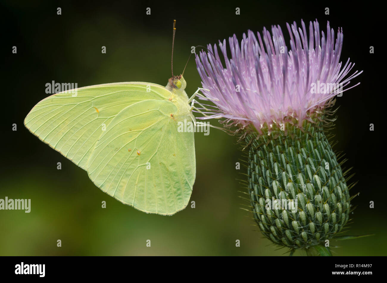 Cloudless Sulphur, Phoebis sennae, male on thistle, Cirsium sp Stock ...