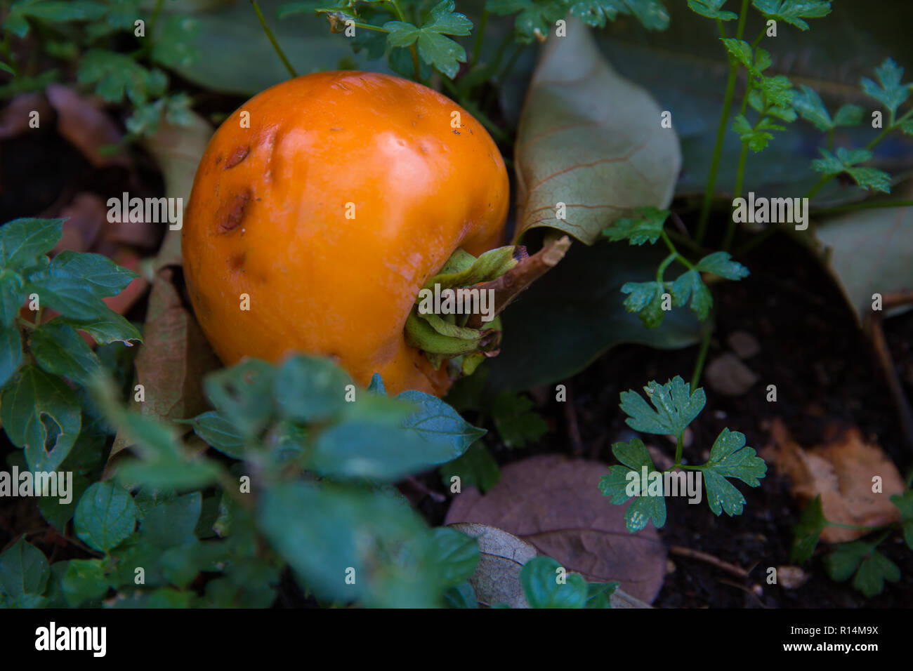 Ripe Japanese persimmon kaki fruits on a tree. Autumn seasonal organic ...