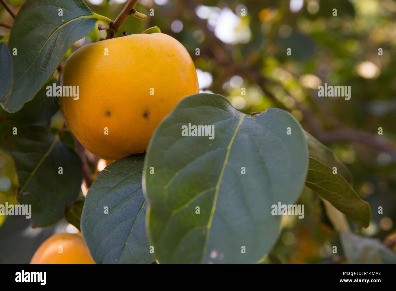 Ripe Japanese persimmon kaki fruits on a tree. Autumn seasonal organic ...