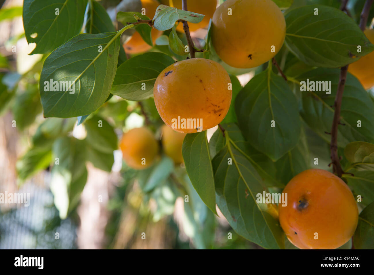 Ripe Japanese persimmon kaki fruits on a tree. Autumn seasonal organic ...