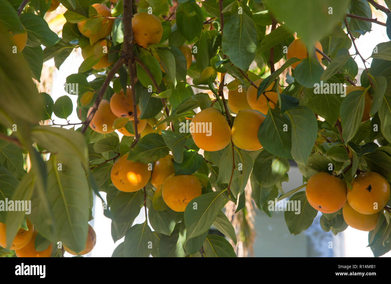 Ripe Japanese persimmon kaki fruits on a tree. Autumn seasonal organic ...