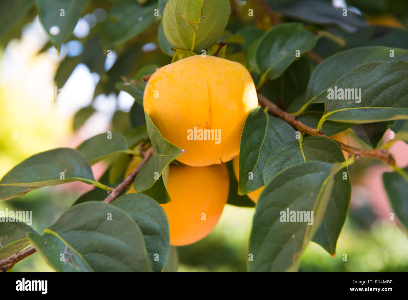 Ripe Japanese persimmon kaki fruits on a tree. Autumn seasonal organic ...