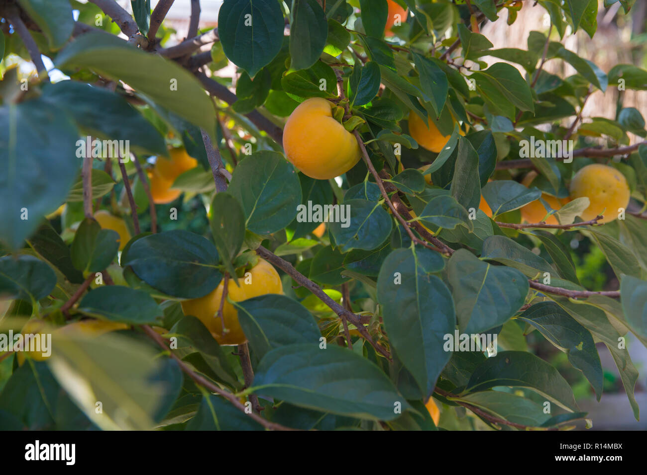 Ripe Japanese persimmon kaki fruits on a tree. Autumn seasonal organic ...
