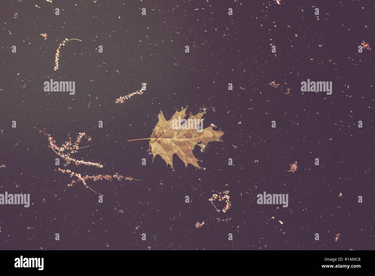 Leaves and debris float on top of a murky, dirty pool Stock Photo - Alamy