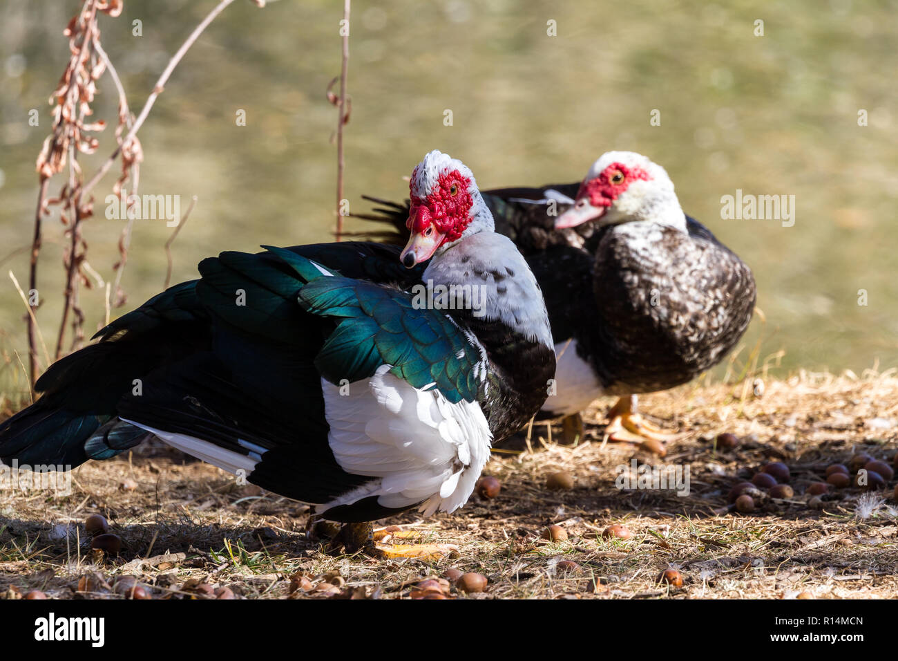 Muscovy duck near a pond with golden autumn colors reflecting on the ...