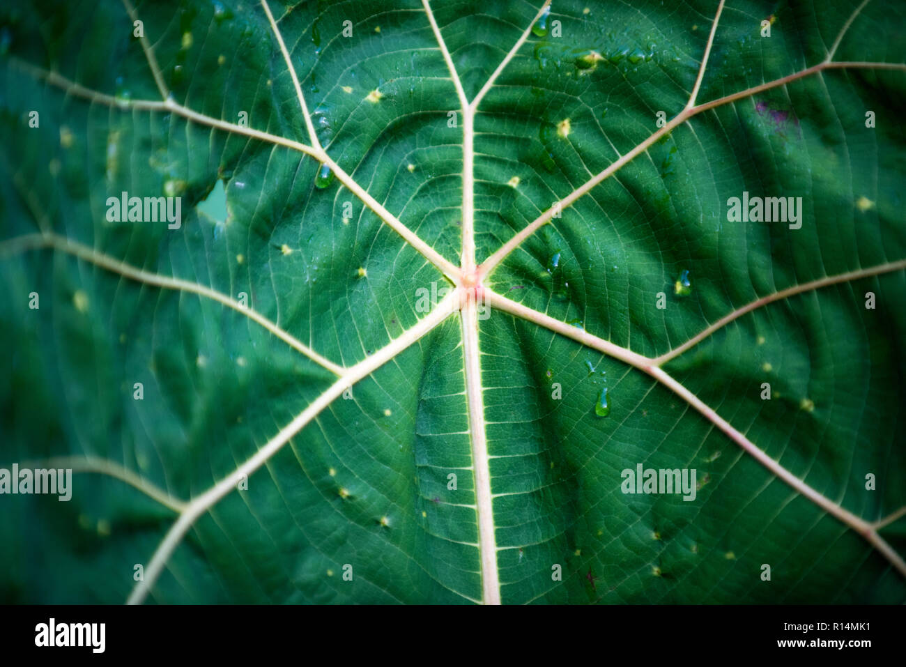 Giant Leaf in South Florida Tropical Garden Stock Photo - Alamy