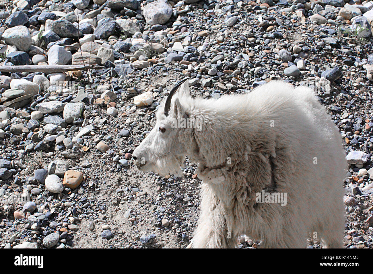 The mountain goat (Oreamnos americanus), also known as the Rocky ...