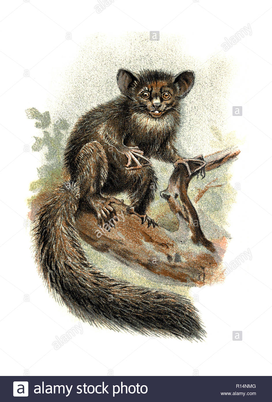 Aye Aye Finger Stock Photos & Aye Aye Finger Stock Images - Alamy