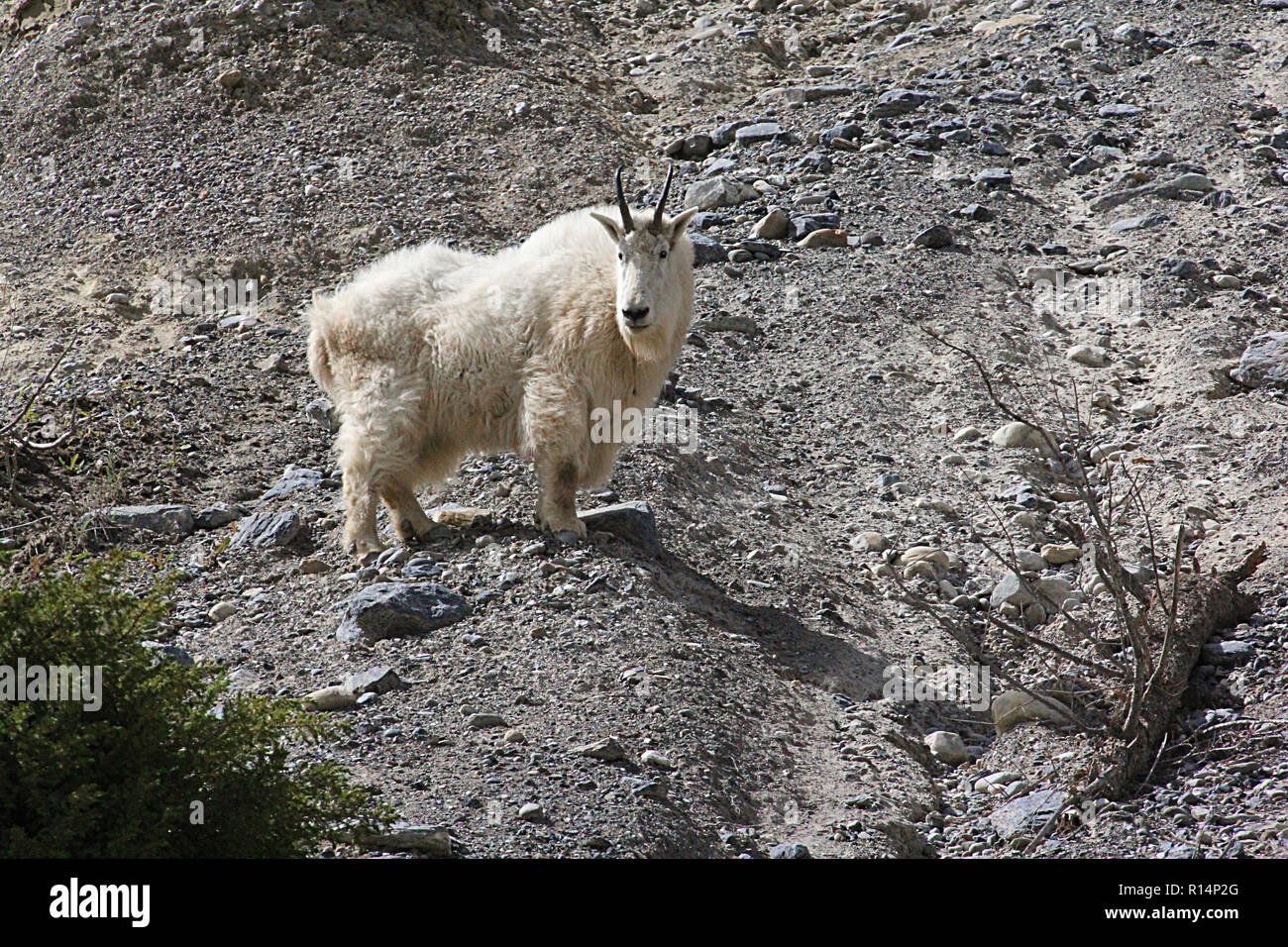 The mountain goat (Oreamnos americanus), also known as the Rocky ...