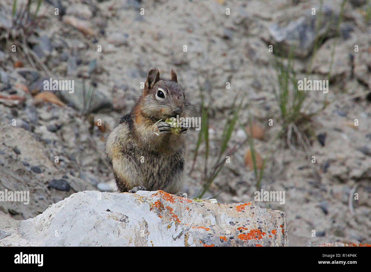Gathering wild food hi-res stock photography and images - Alamy
