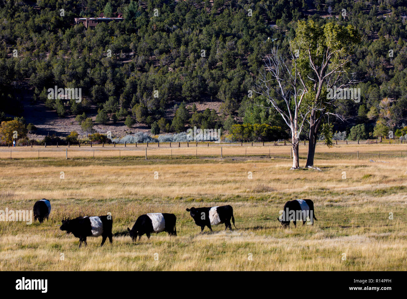 Oreo Cows High Resolution Stock Photography and Images - Alamy