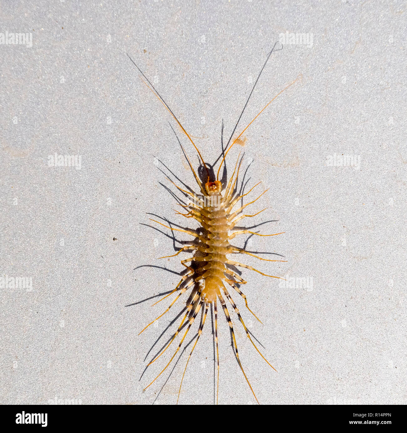 The Flycatcher. Scutigera coleoptrata. Centipede flycatcher, insect ...