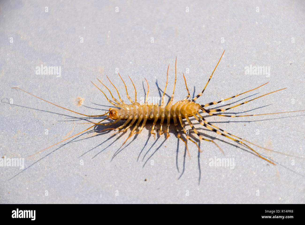 The Flycatcher. Scutigera coleoptrata. Centipede flycatcher, insect ...