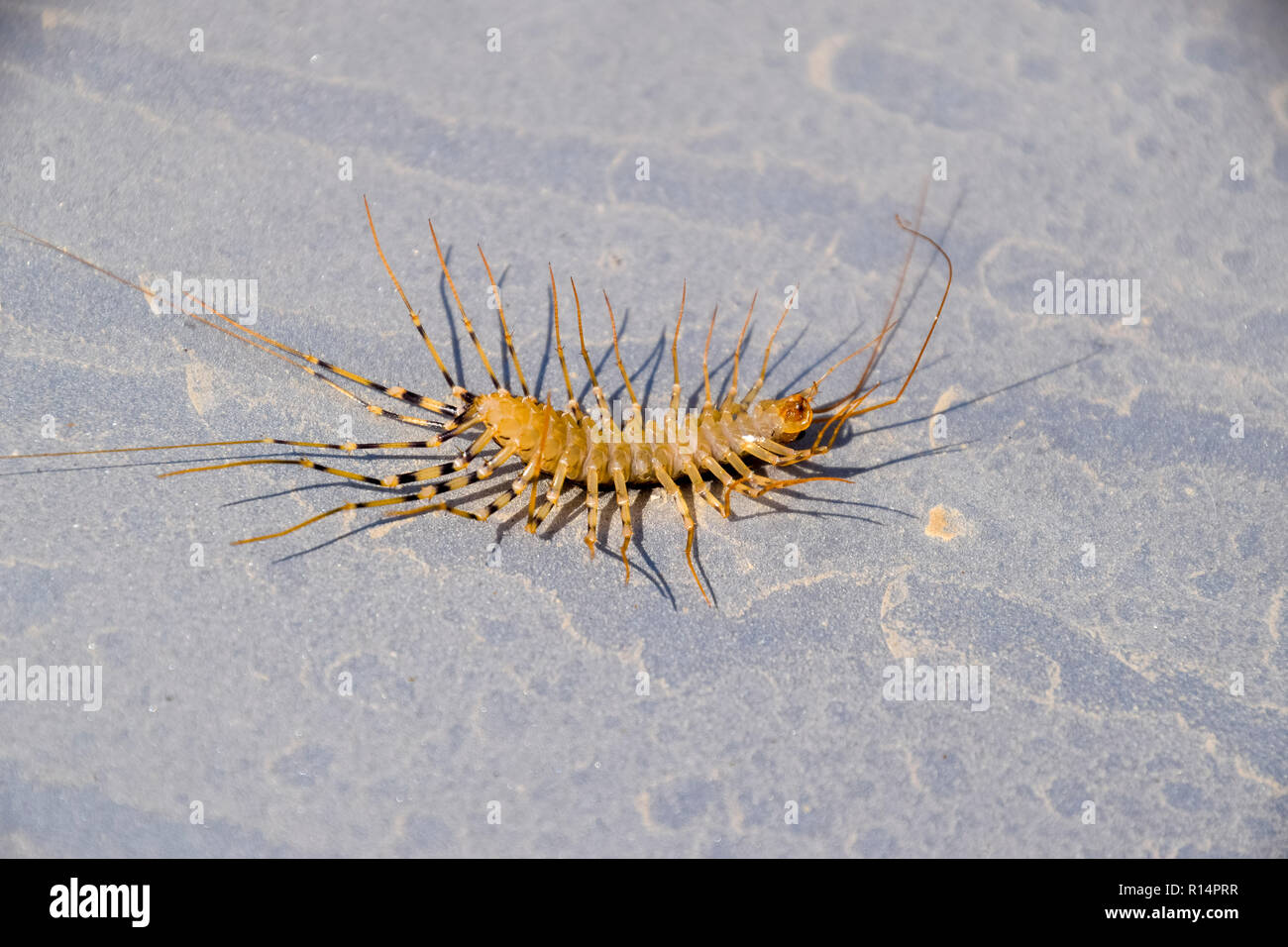 The Flycatcher. Scutigera coleoptrata. Centipede flycatcher, insect ...