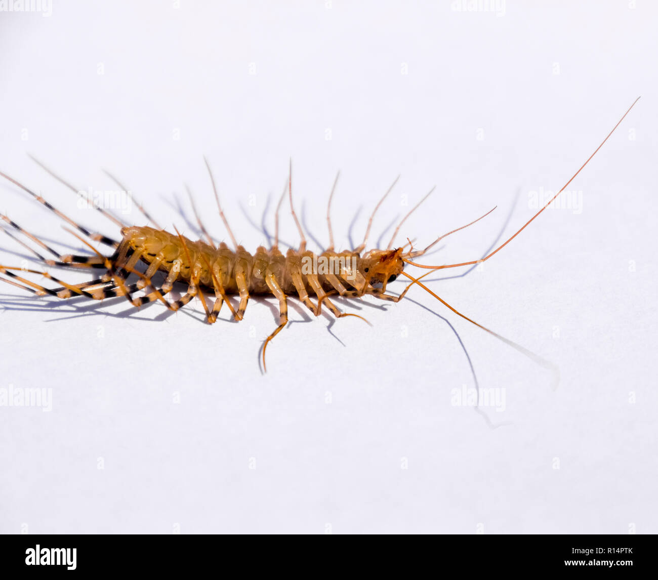 The Flycatcher. Scutigera coleoptrata. Centipede flycatcher, insect ...