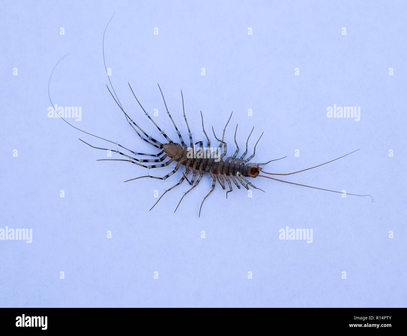 The Flycatcher. Scutigera coleoptrata. Centipede flycatcher, insect ...