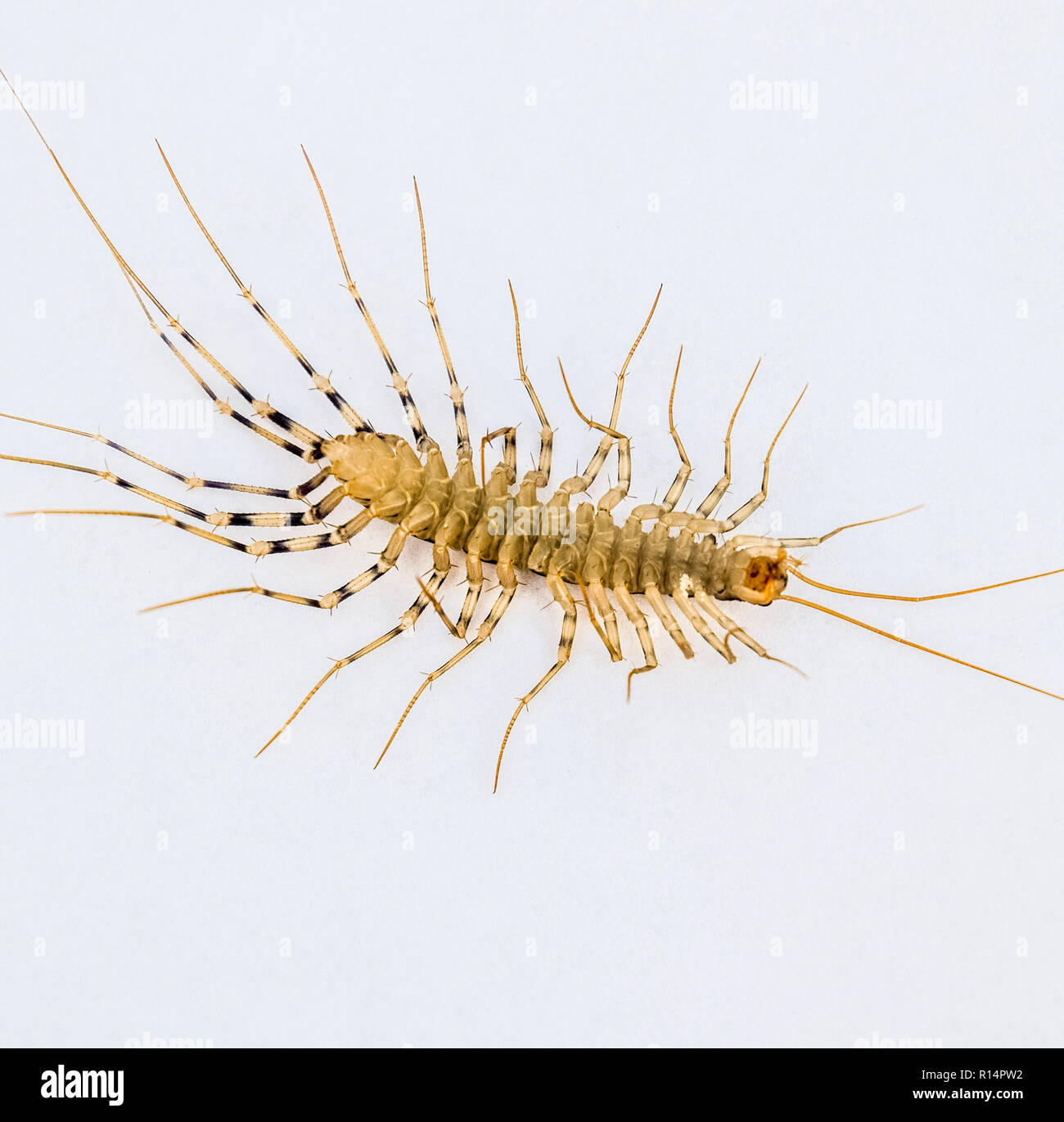 Long segmented antennae hi-res stock photography and images - Alamy